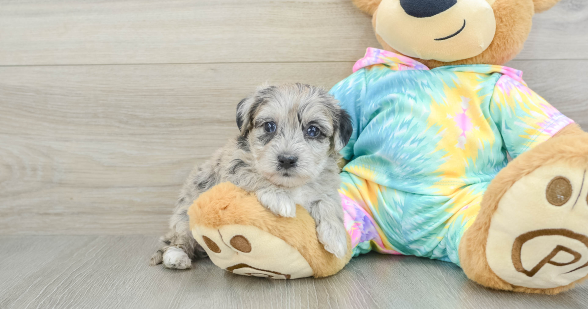 Sweet Yorkie Poo Cupcakes: 3lb 5oz Doodle Puppy