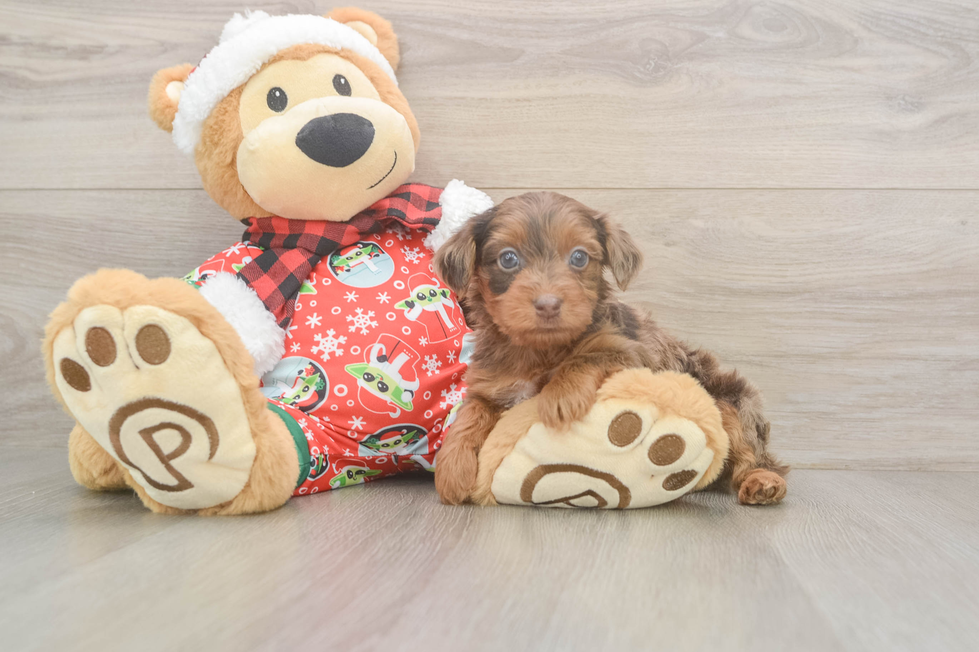 Petite Yorkie Poo Desmond: 3lb 11oz Doodle Puppy