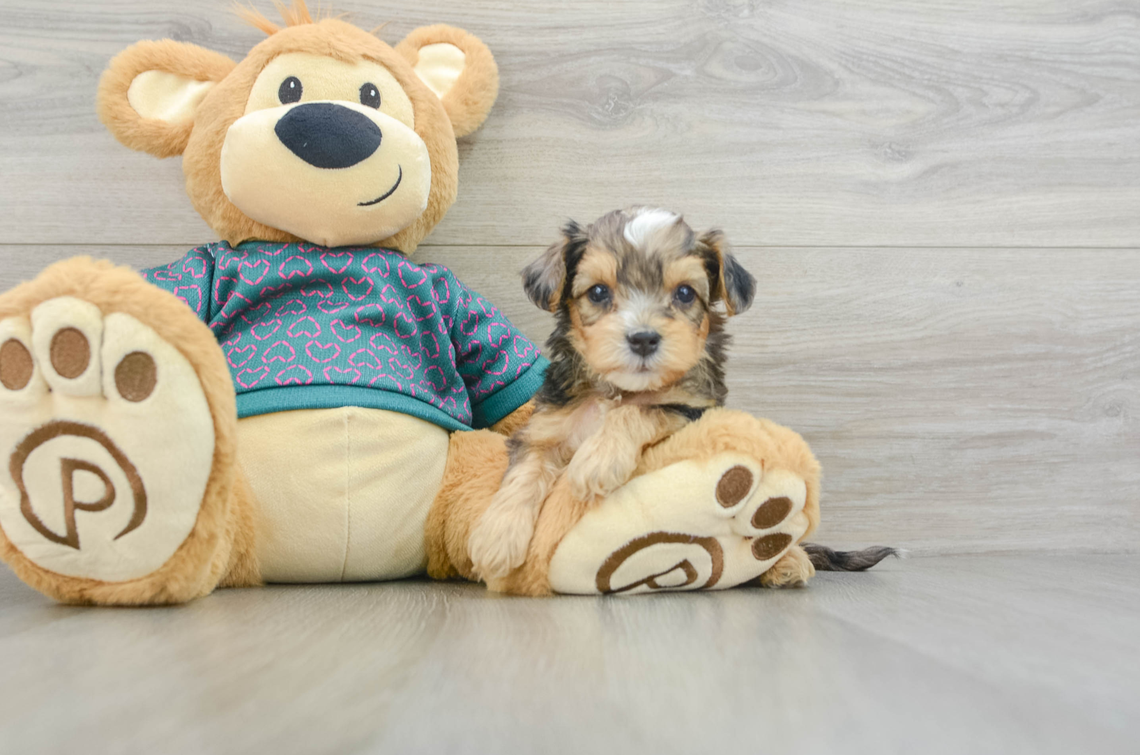 Yorkie Poo Puppies For Sale: Exclusive Doodles | Premier Pups