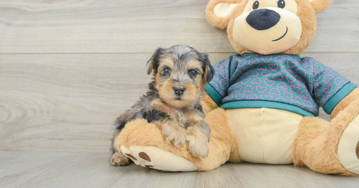Popular Yorkie Poo Diego: 3lb 11oz Doodle Puppy