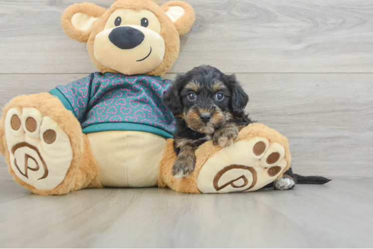 Little Yorkie Poo Donovan: 4lb 2oz Doodle Puppy