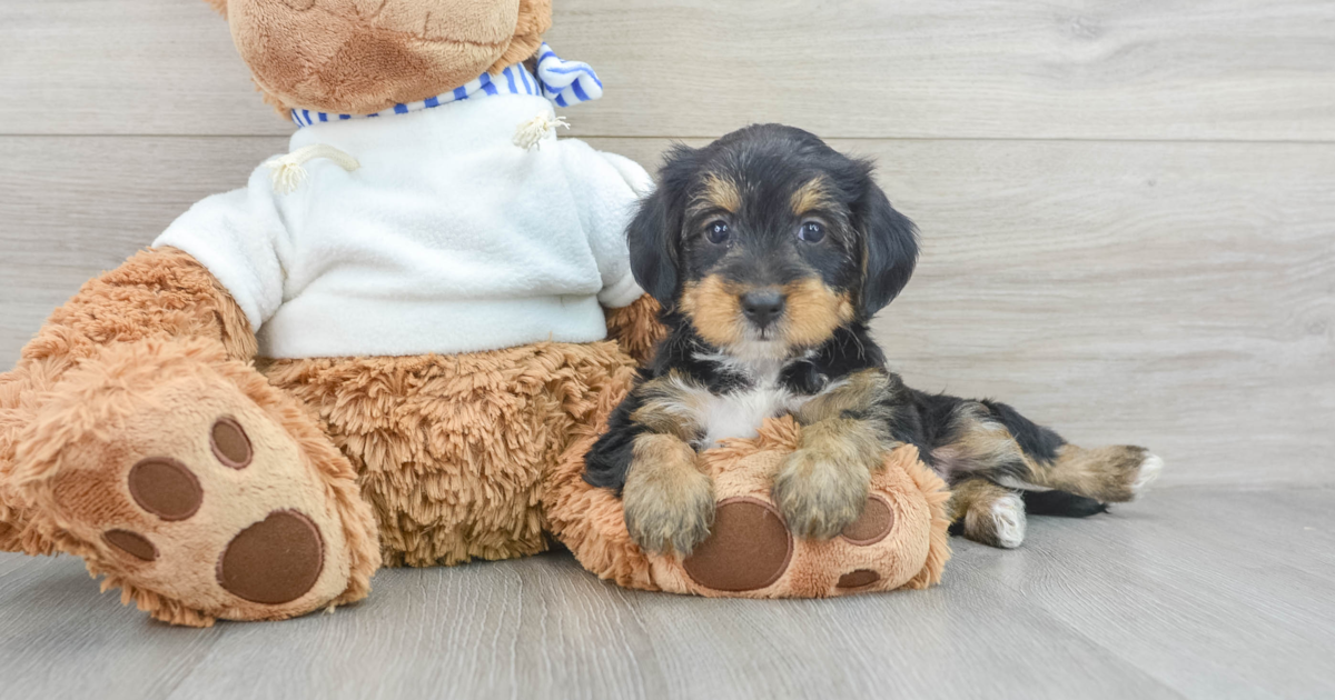 Happy Yorkie Poo Duchess: 5lb 1oz Doodle Puppy