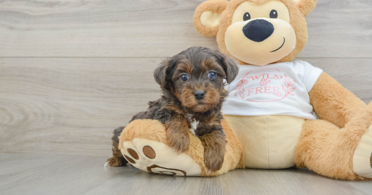 Fluffy Yorkie Poo Duchess: 2lb 4oz Doodle Puppy