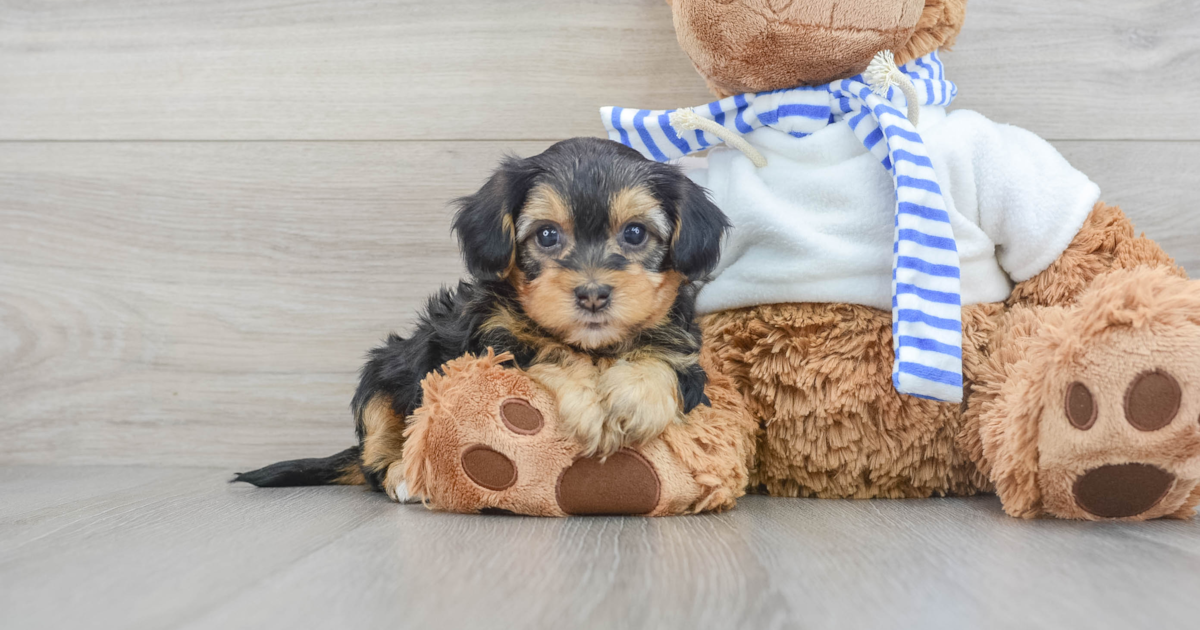 Happy Yorkie Poo Dustin: 4lb 1oz Doodle Puppy