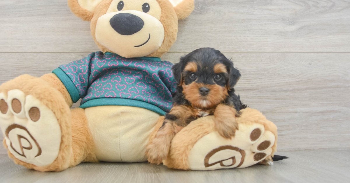 Playful Yorkie Poo Eliza: 3lb 6oz Doodle Puppy