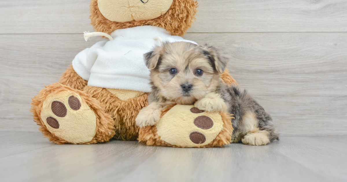 Fluffy Yorkie Poo Elsa: 2lb 4oz Doodle Puppy