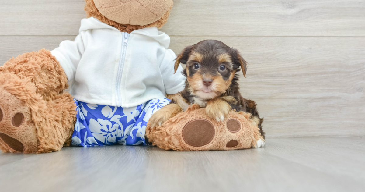 Sweet Yorkie Poo Elsa: 2lb 6oz Doodle Puppy
