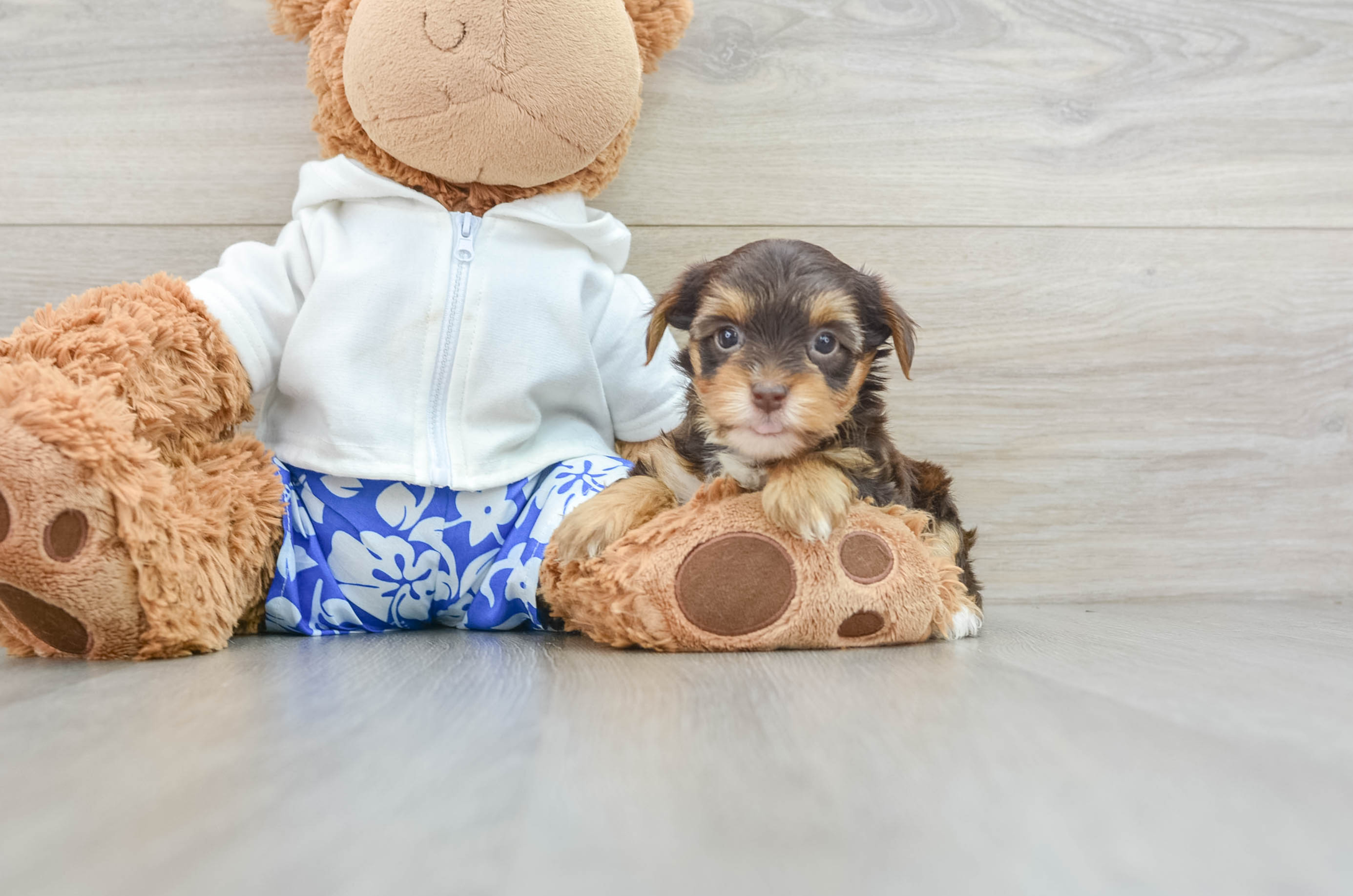 Yorkie Poo Puppies For Sale: Exclusive Doodles | Premier Pups