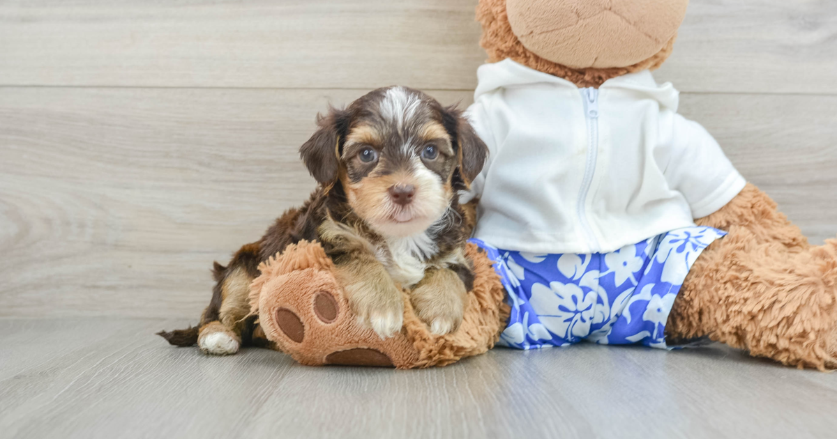 Adorable Yorkie Poo Eric: 3lb 9oz Doodle Puppy
