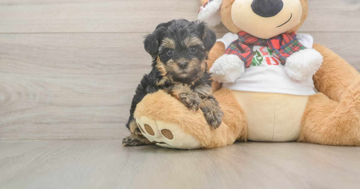 Fluffy Yorkie Poo Eric: 2lb 0oz Doodle Puppy