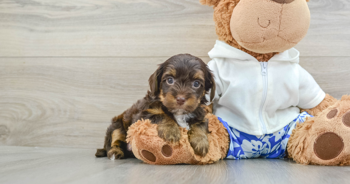 Friendly Yorkie Poo Erika: 2lb 15oz Doodle Puppy