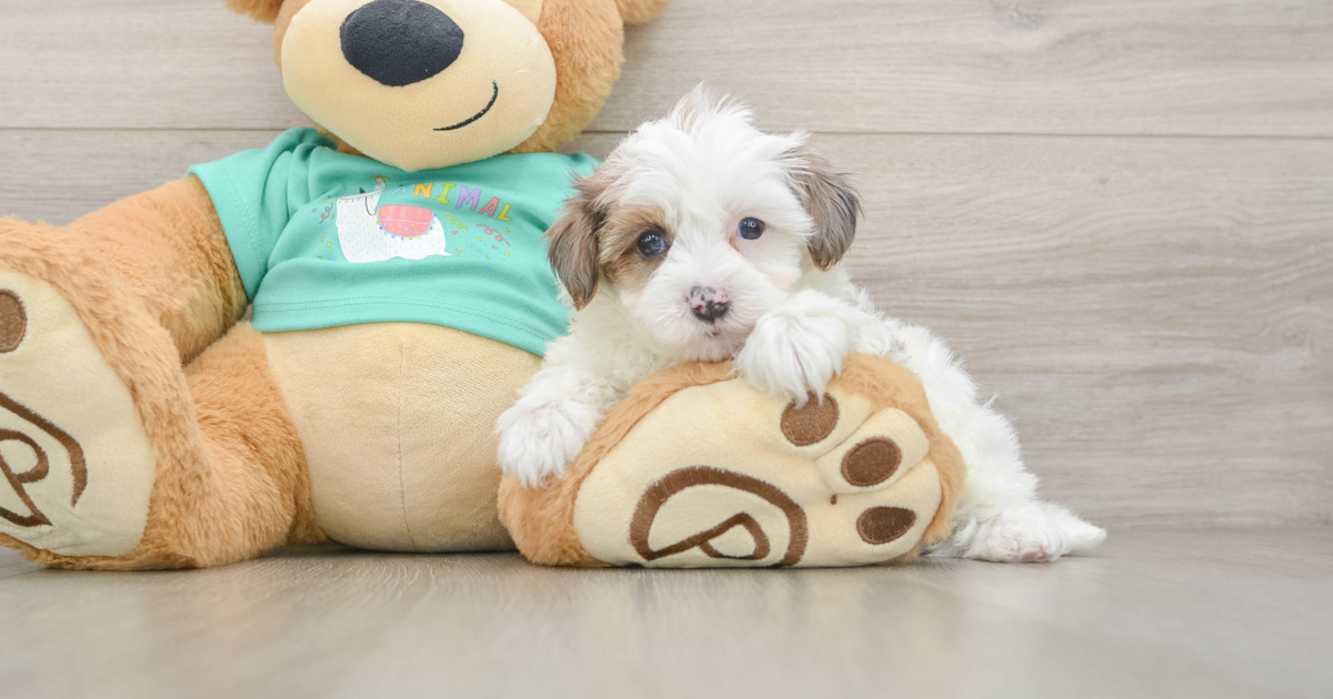 Yorkie Poo Gina: 2lb 1oz Doodle Puppy