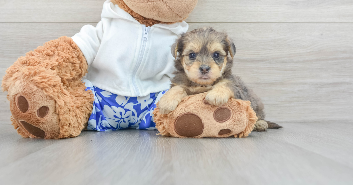 Sweet Yorkie Poo Goldie: 2lb 10oz Doodle Puppy