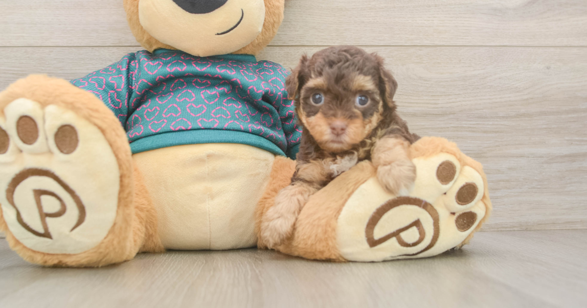 Fluffy Yorkie Poo Goldie: 2lb 3oz Doodle Puppy