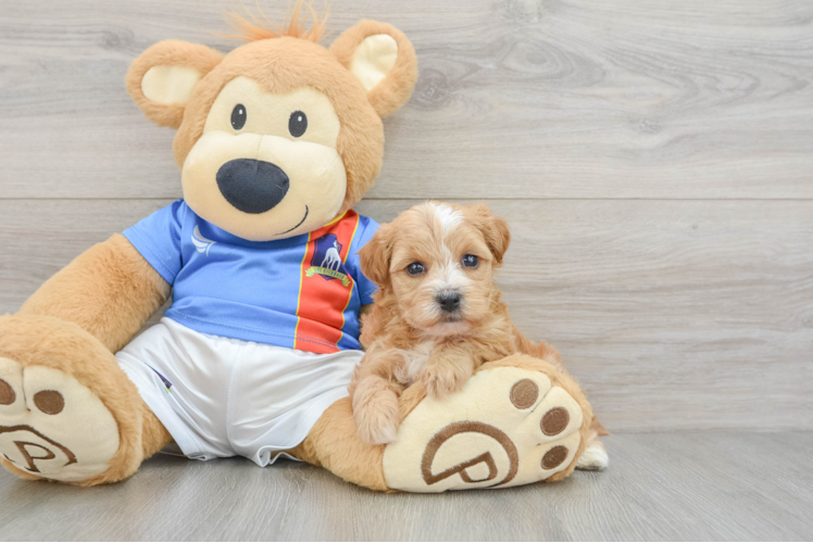 Cute Yorkie Poo Grace: 2lb 15oz Doodle Puppy