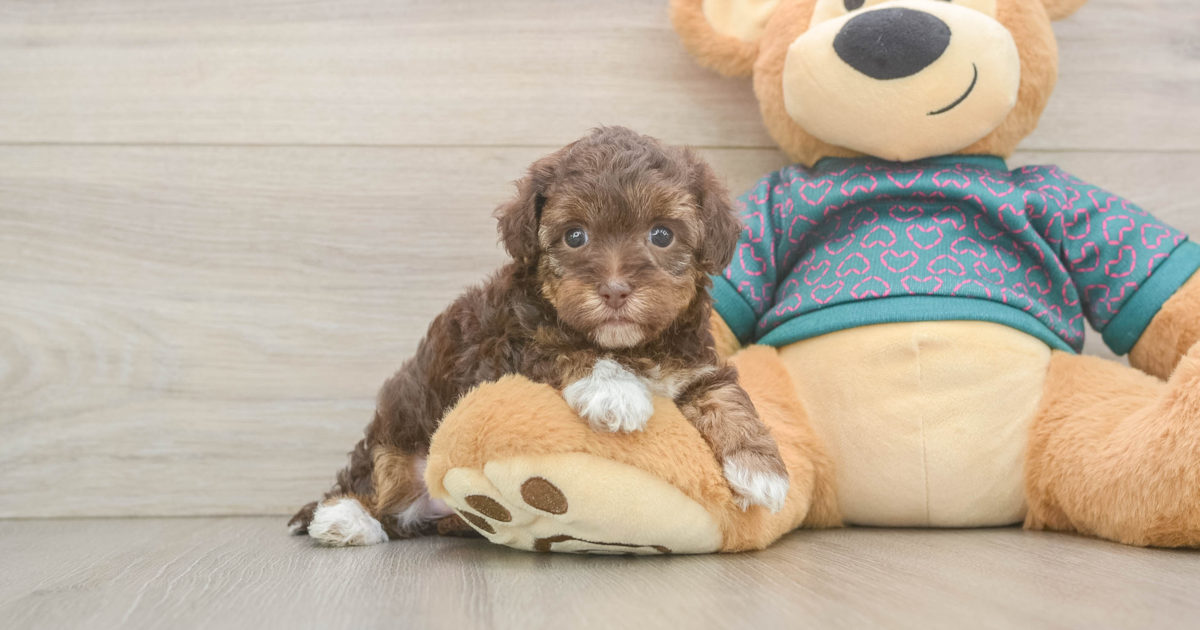 Happy Yorkie Poo Grace: 2lb 10oz Doodle Puppy