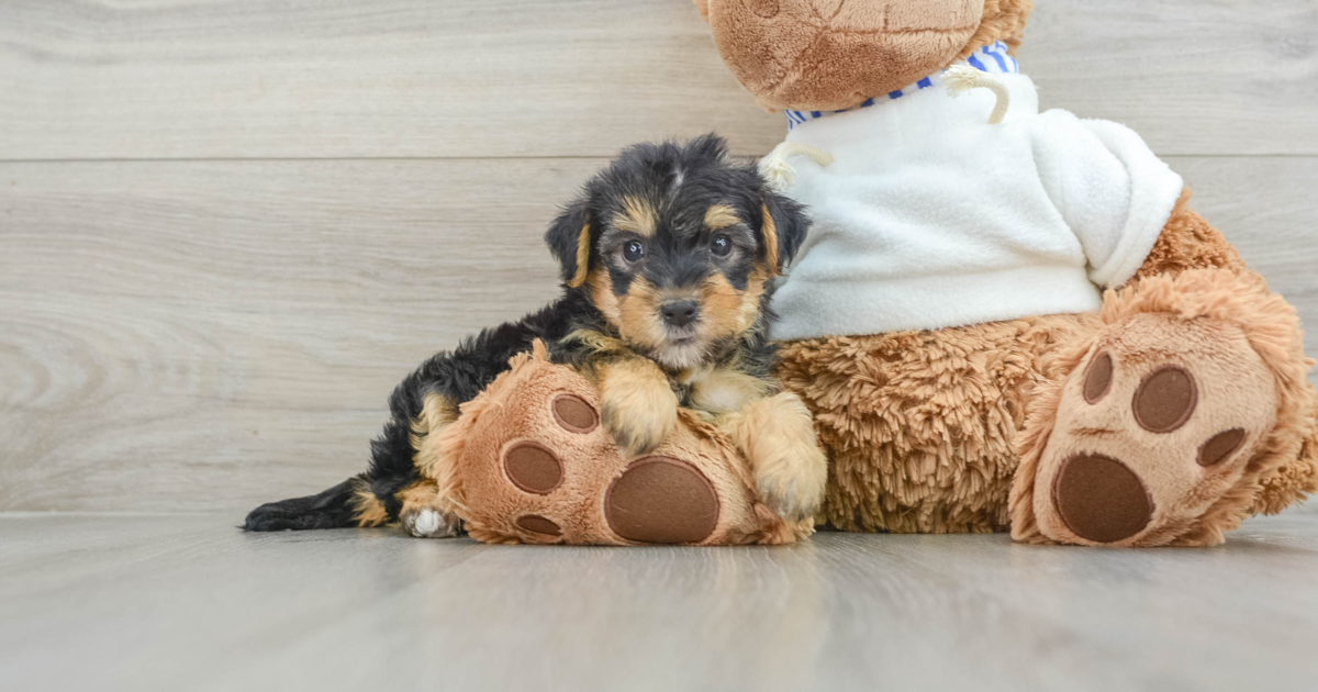 Popular Yorkie Poo Harper: 3lb 7oz Doodle Puppy