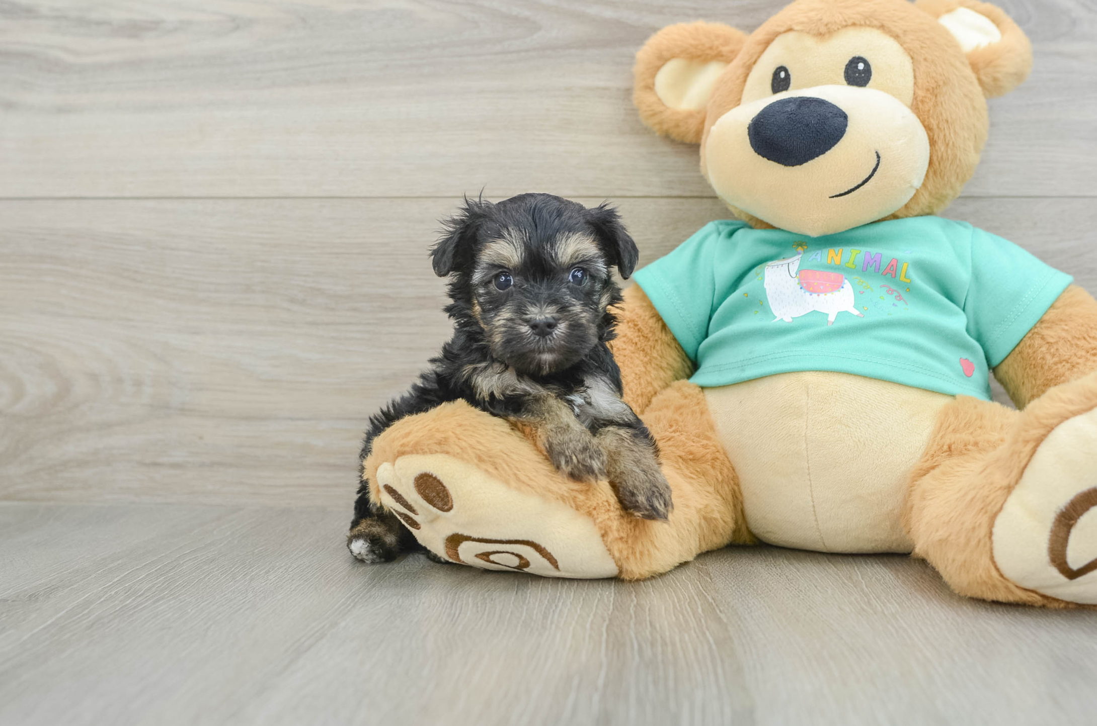 Yorkie Poo Puppies For Sale: Exclusive Doodles | Premier Pups