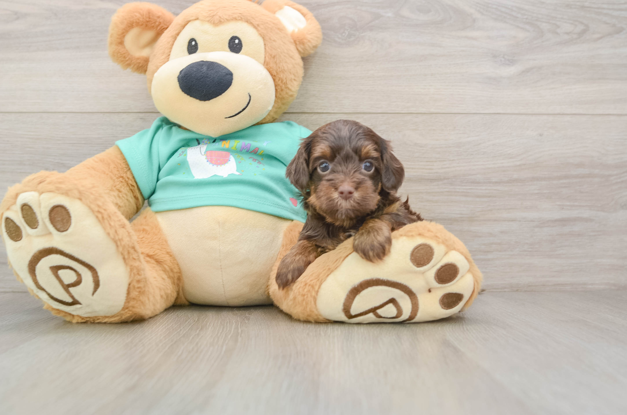 Yorkie Poo Puppies For Sale: Exclusive Doodles | Premier Pups