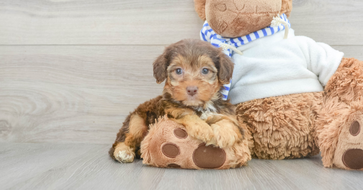 Playful Yorkie Poo Izzie: 3lb 12oz Doodle Puppy