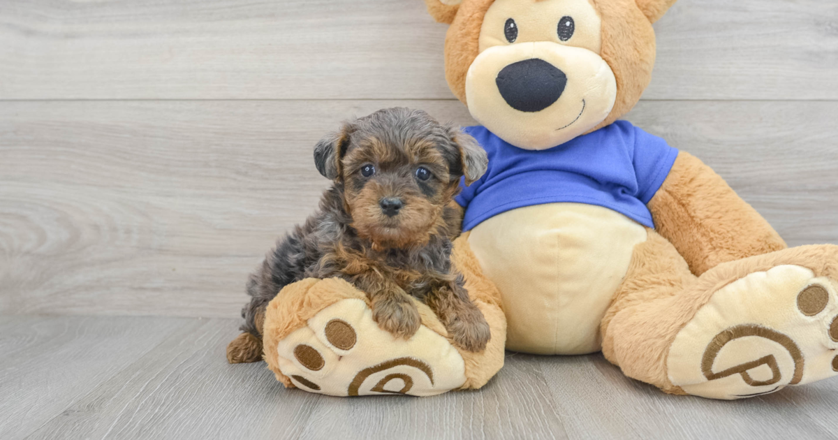 Fluffy Yorkie Poo Janis: 2lb 6oz Doodle Puppy