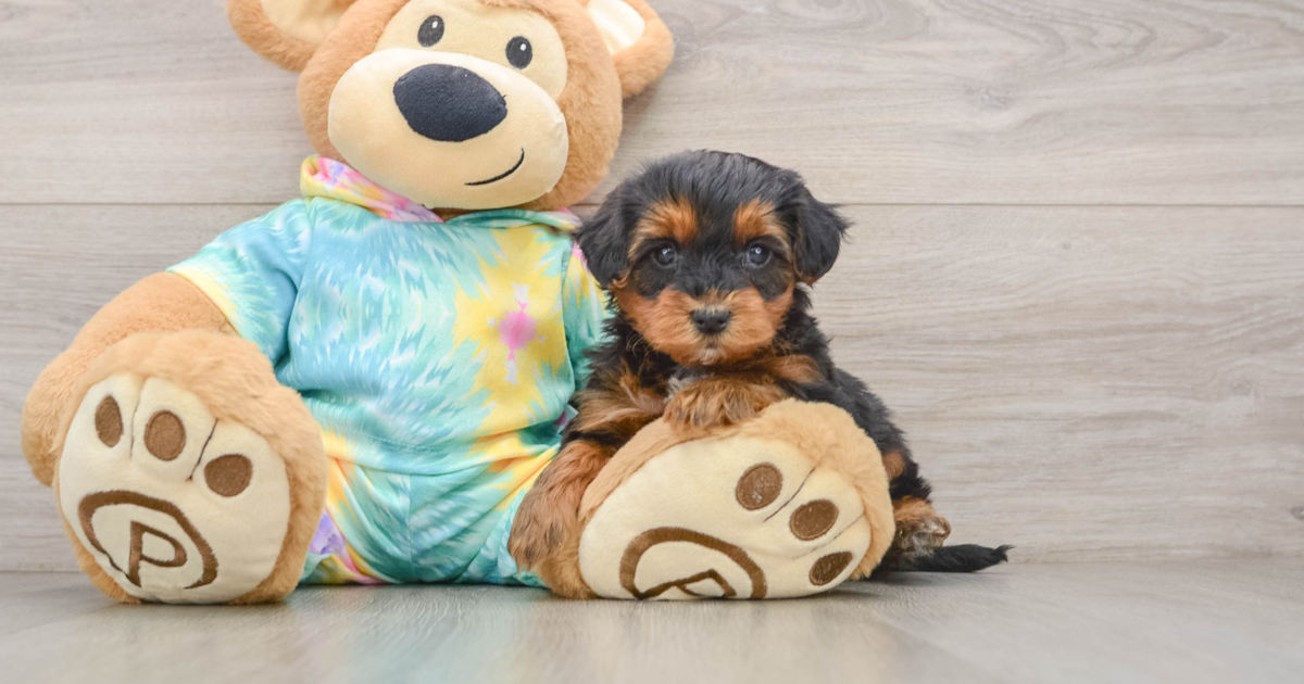 Fluffy Yorkie Poo Jason: 4lb 7oz Doodle Puppy