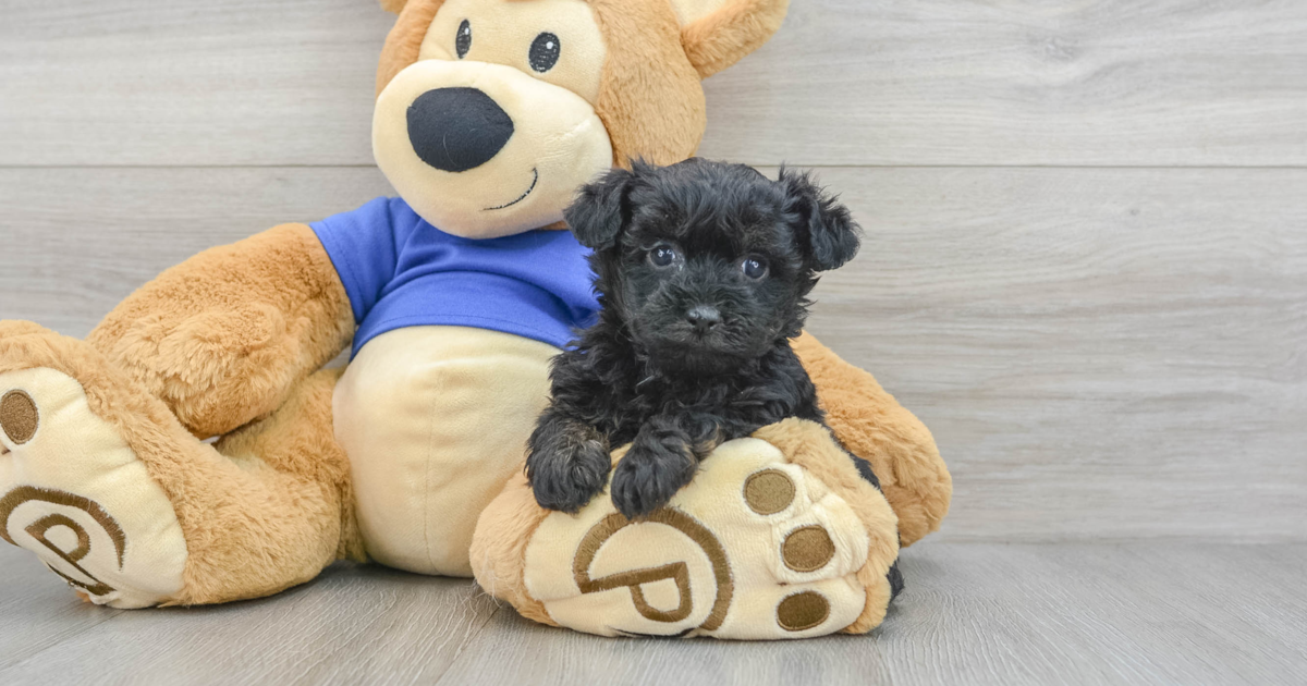 Sweet Yorkie Poo Jay: 2lb 2oz Doodle Puppy