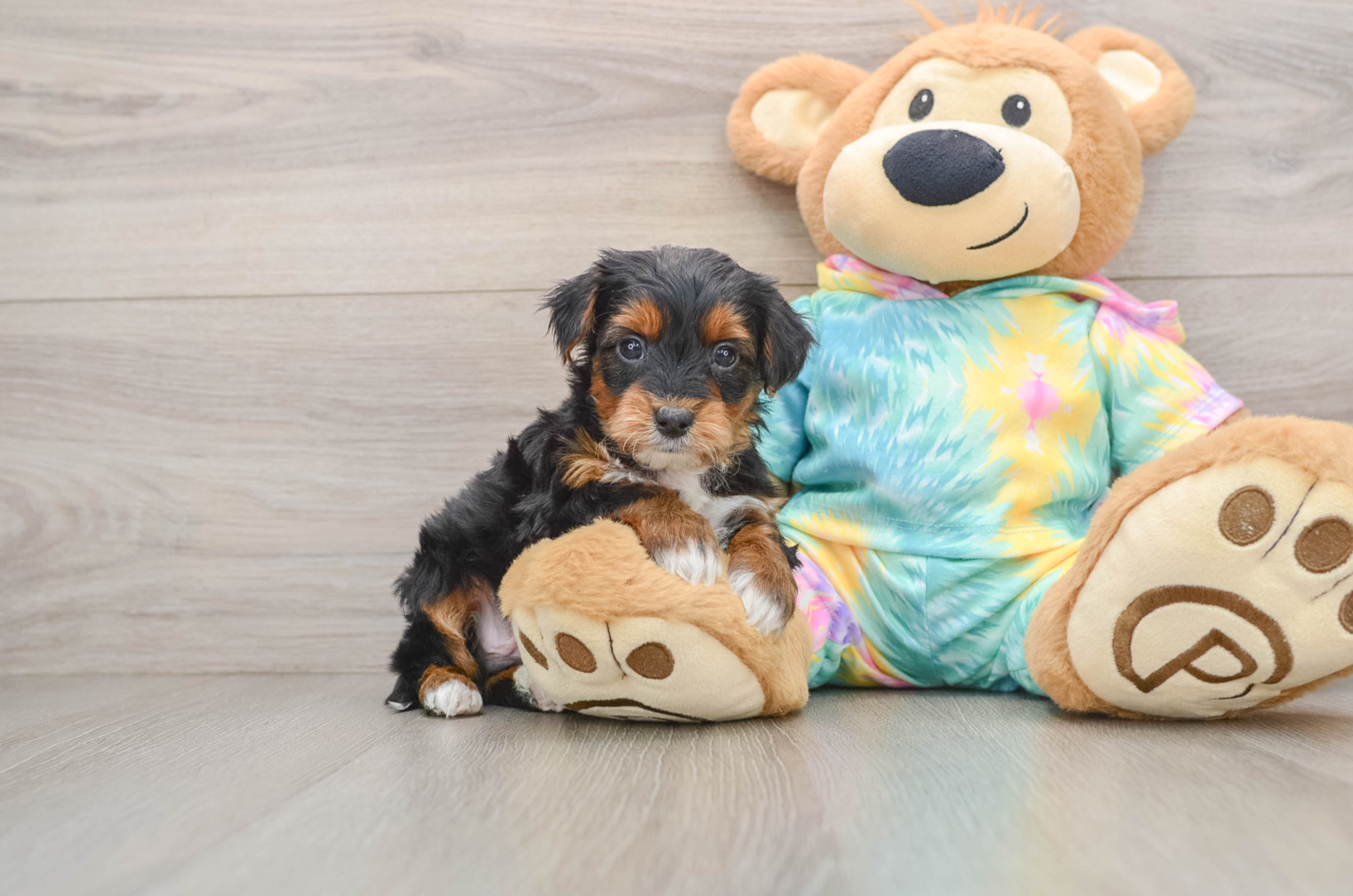 Yorkie Poo Puppies For Sale: Exclusive Doodles | Premier Pups