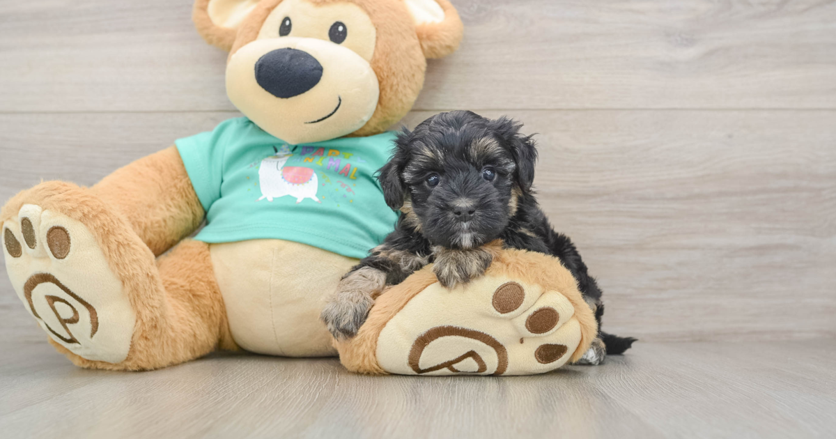 Adorable Yorkie Poo Jeremy: 3lb 10oz Doodle Puppy