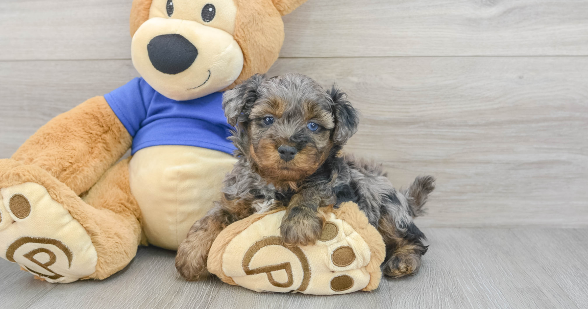 Fluffy Yorkie Poo Johnny: 4lb 5oz Doodle Puppy
