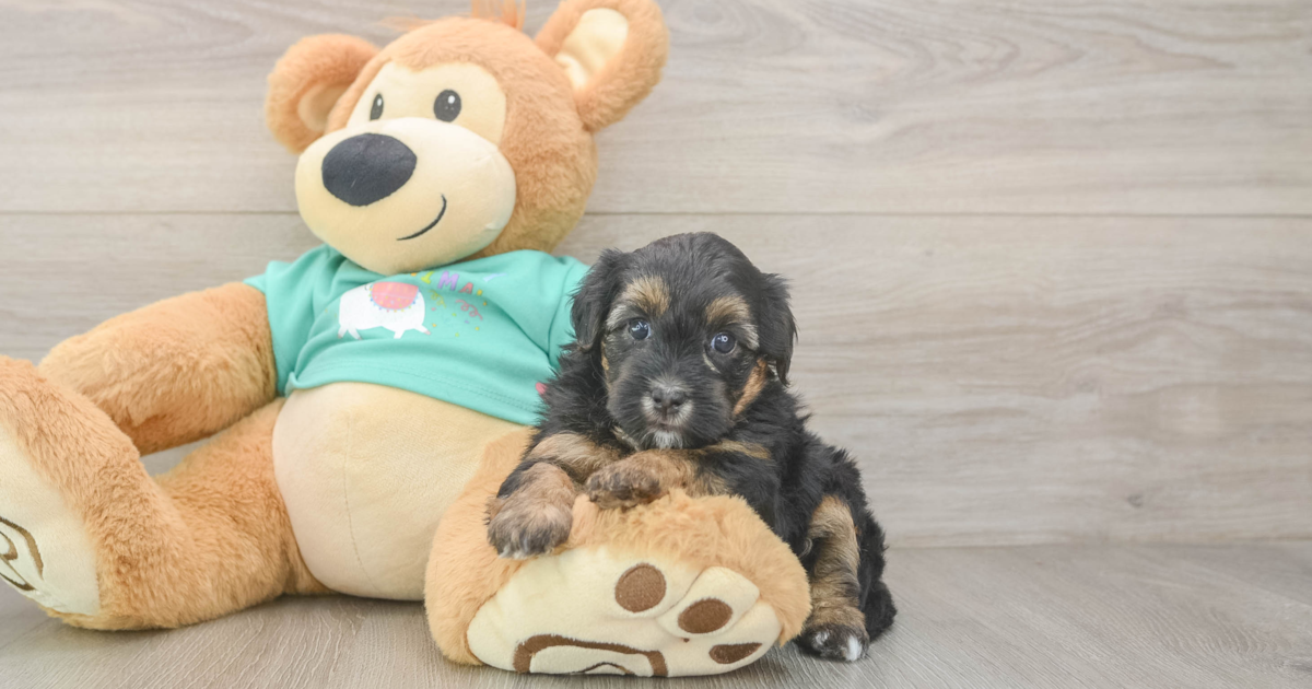 Sweet Yorkie Poo Joy: 3lb 11oz Doodle Puppy