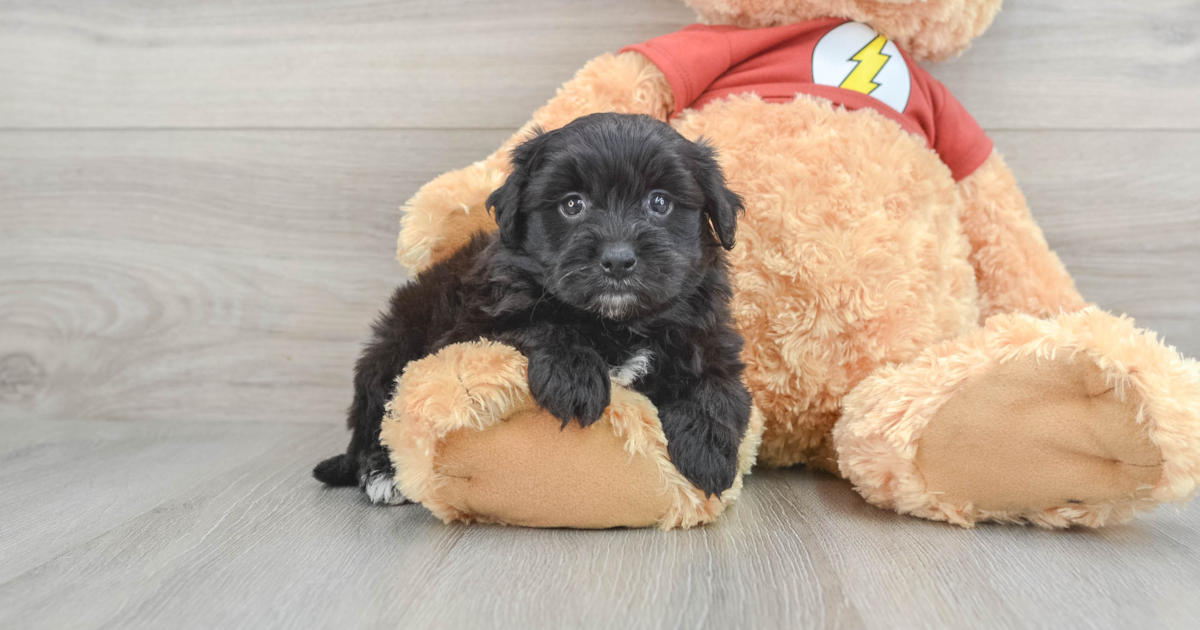Friendly Yorkie Poo Lebron: 4lb 1oz Doodle Puppy