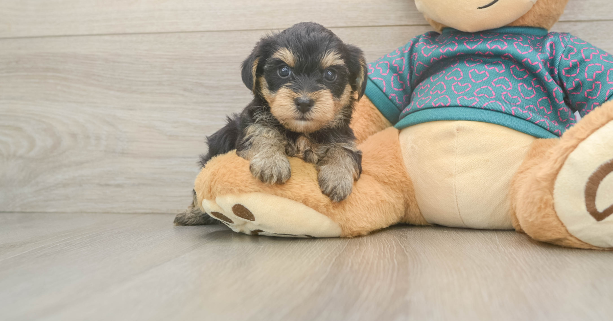 Small Yorkie Poo Lebron: 3lb 4oz Doodle Puppy