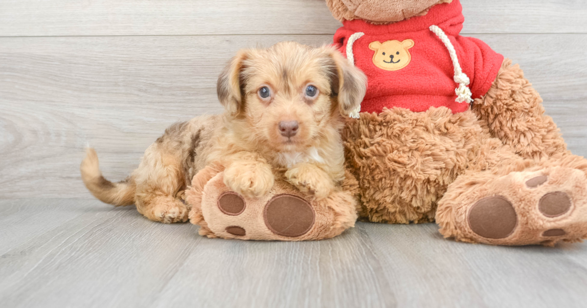 Hypoallergenic Yorkie Poo Mack: 4lb 1oz Doodle Puppy