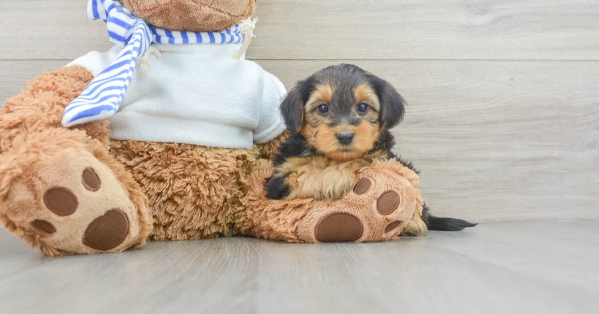 Petite Yorkie Poo Mack: 3lb 1oz Doodle Puppy