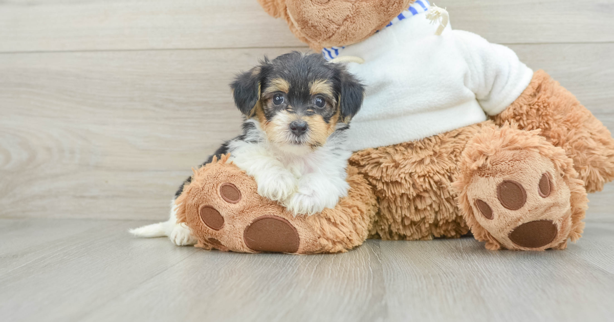 Little Yorkie Poo Mack: 1lb 15oz Doodle Puppy