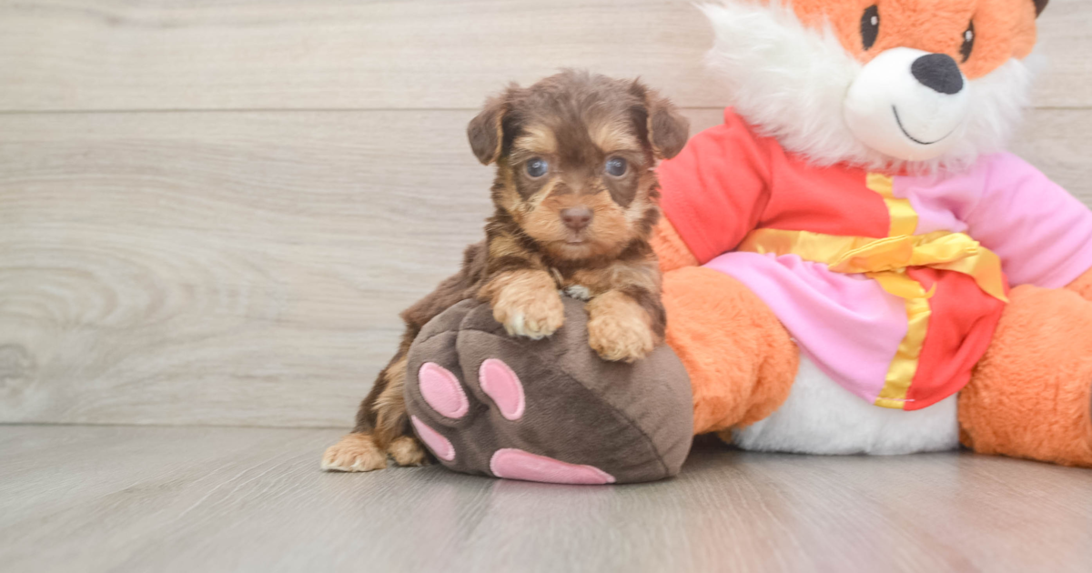 Friendly Yorkie Poo Mack: 2lb 5oz Doodle Puppy
