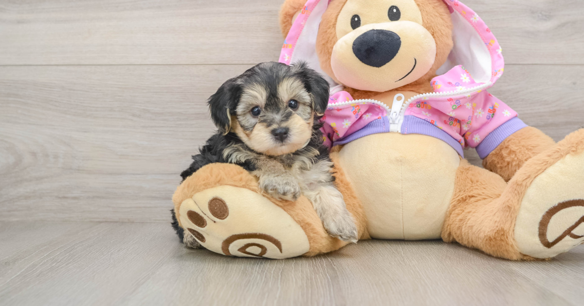 Happy Yorkie Poo Mack: 2lb 12oz Doodle Puppy