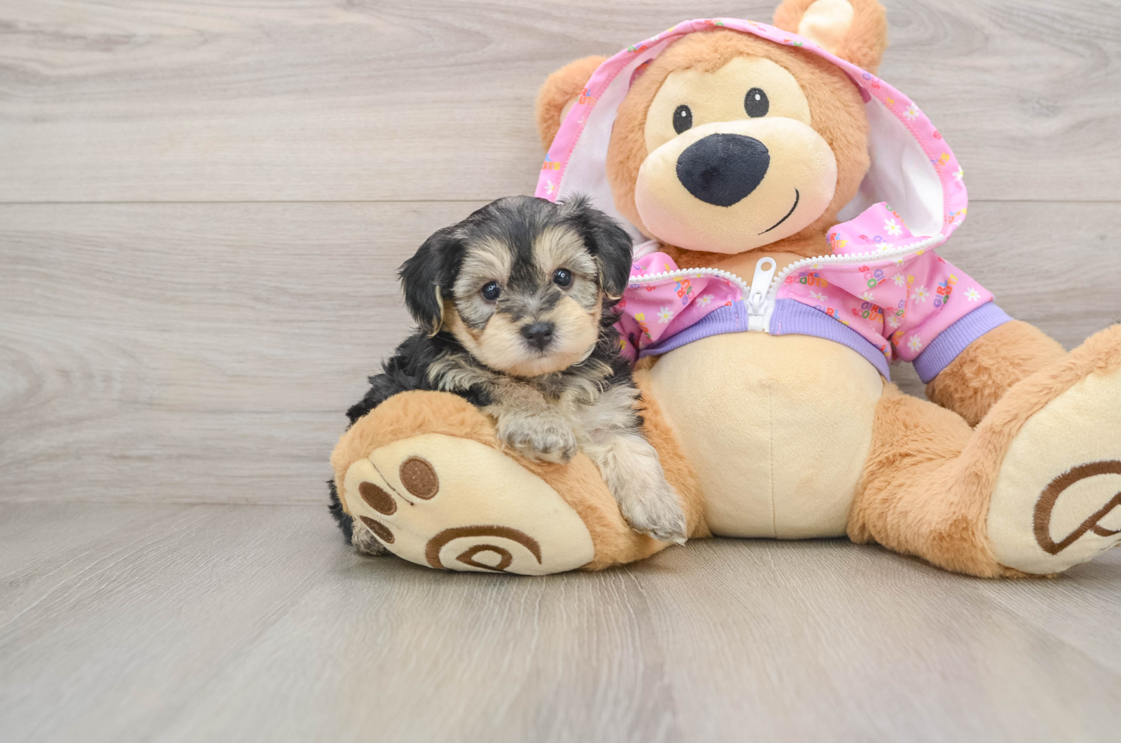 Exclusive Pomapoo Puppies For Sale | Premier Pups