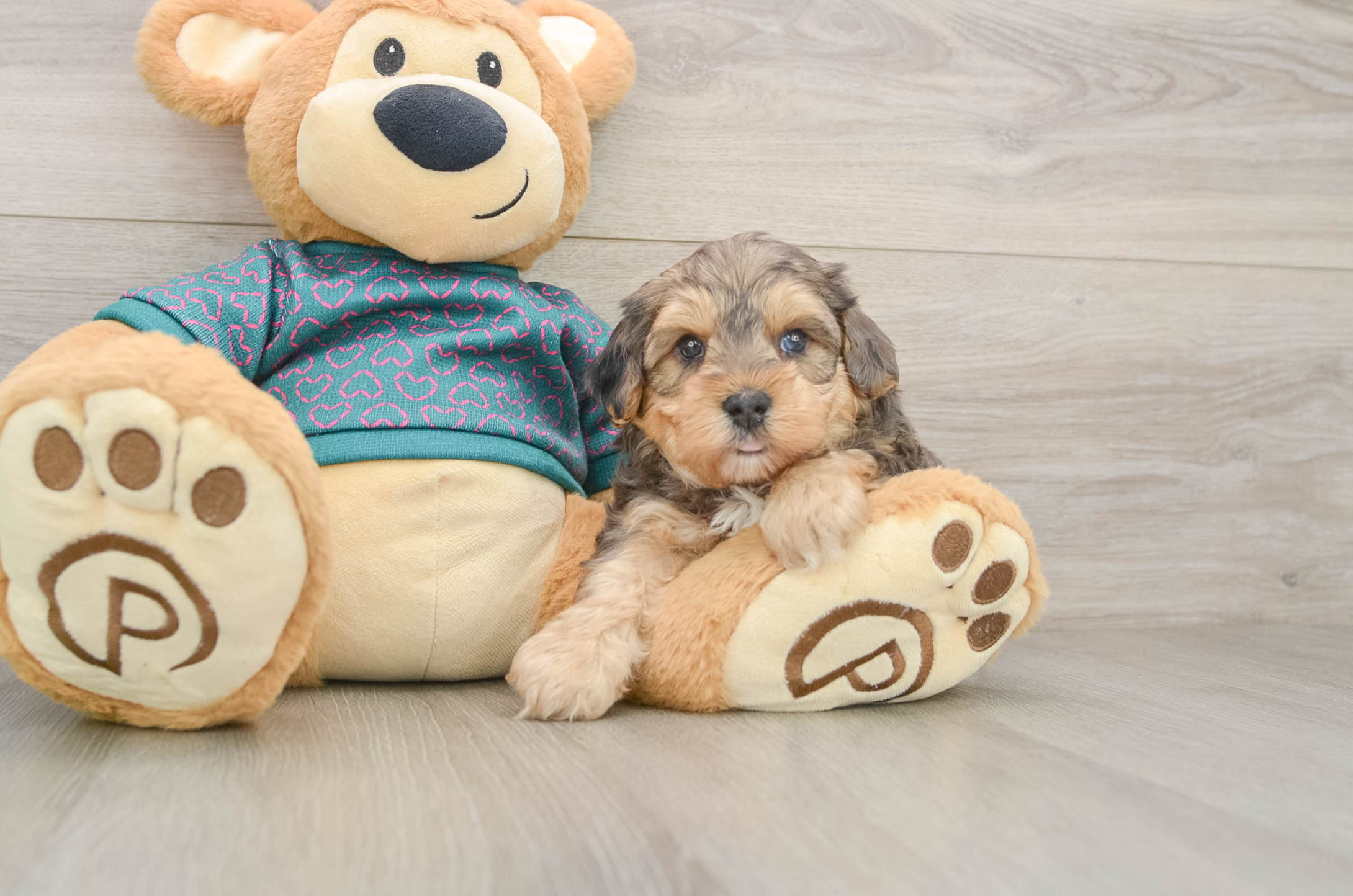 Exclusive Pomapoo Puppies For Sale | Premier Pups