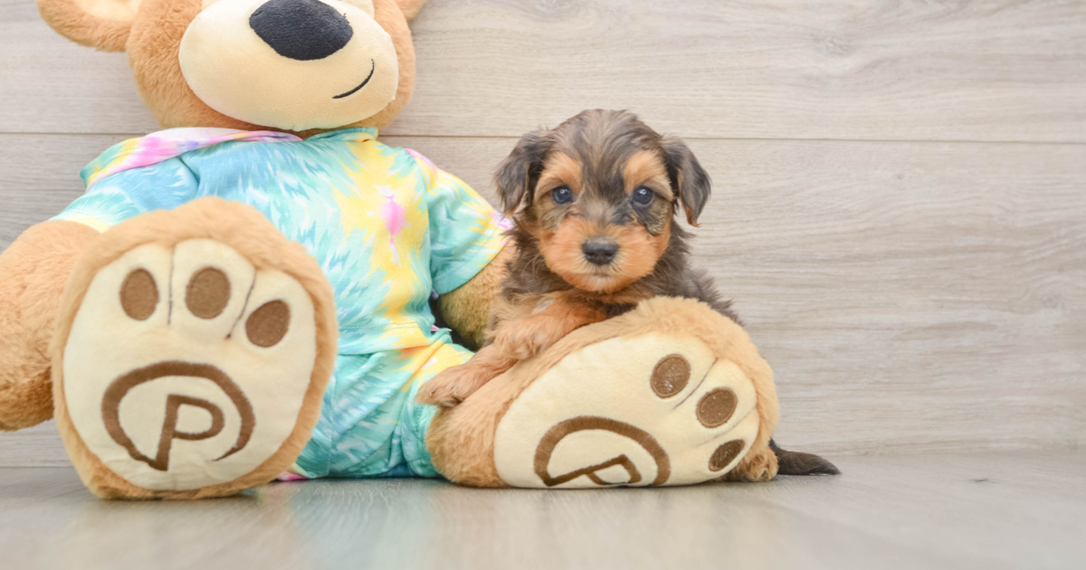 Yorkie Poo Mack: 1lb 12oz Doodle Puppy