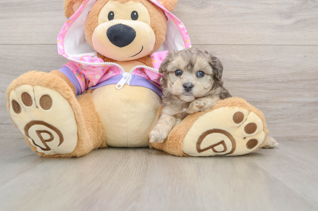 Yorkie Poo Puppies For Sale: Exclusive Doodles | Premier Pups
