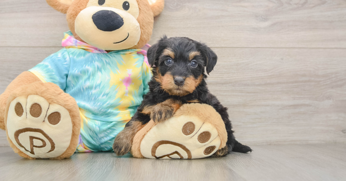 Yorkie Poo Marq: 2lb 4oz Doodle Puppy