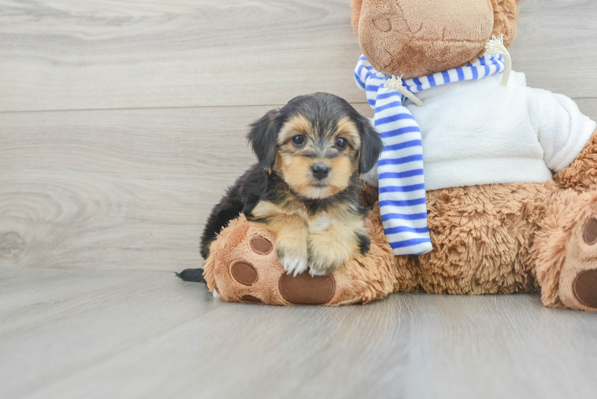 Small Yorkie Poo Medina: 2lb 12oz Doodle Puppy