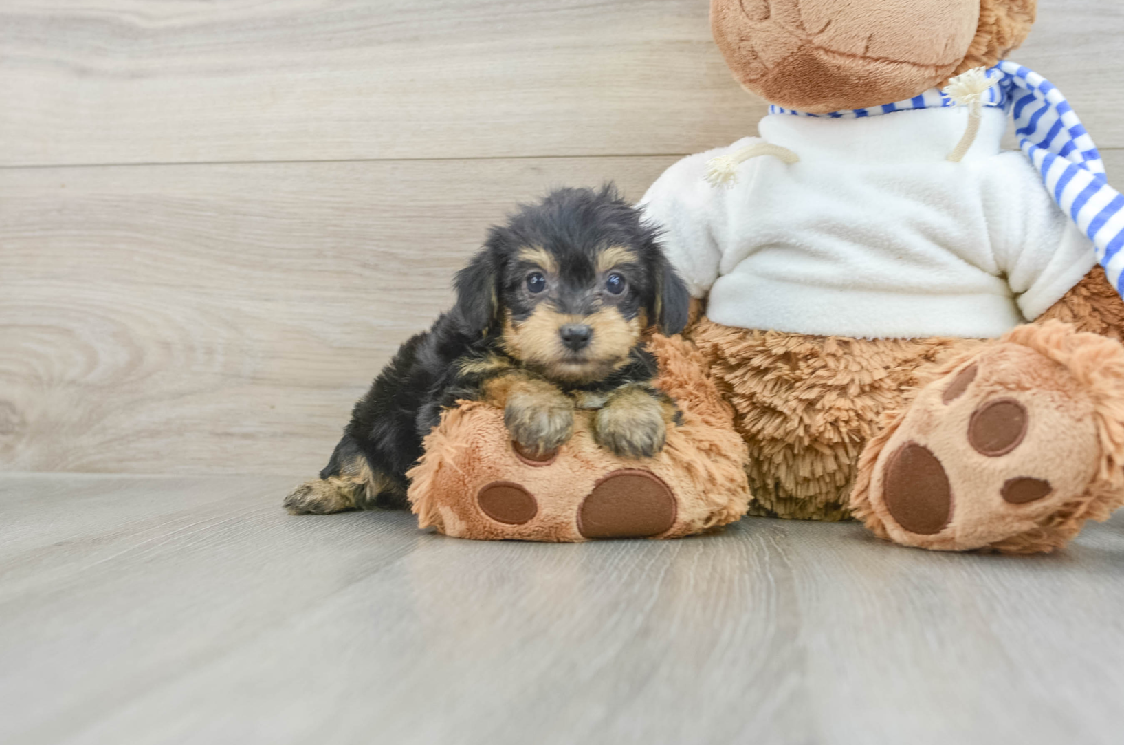 Yorkie Poo Puppies For Sale: Exclusive Doodles | Premier Pups