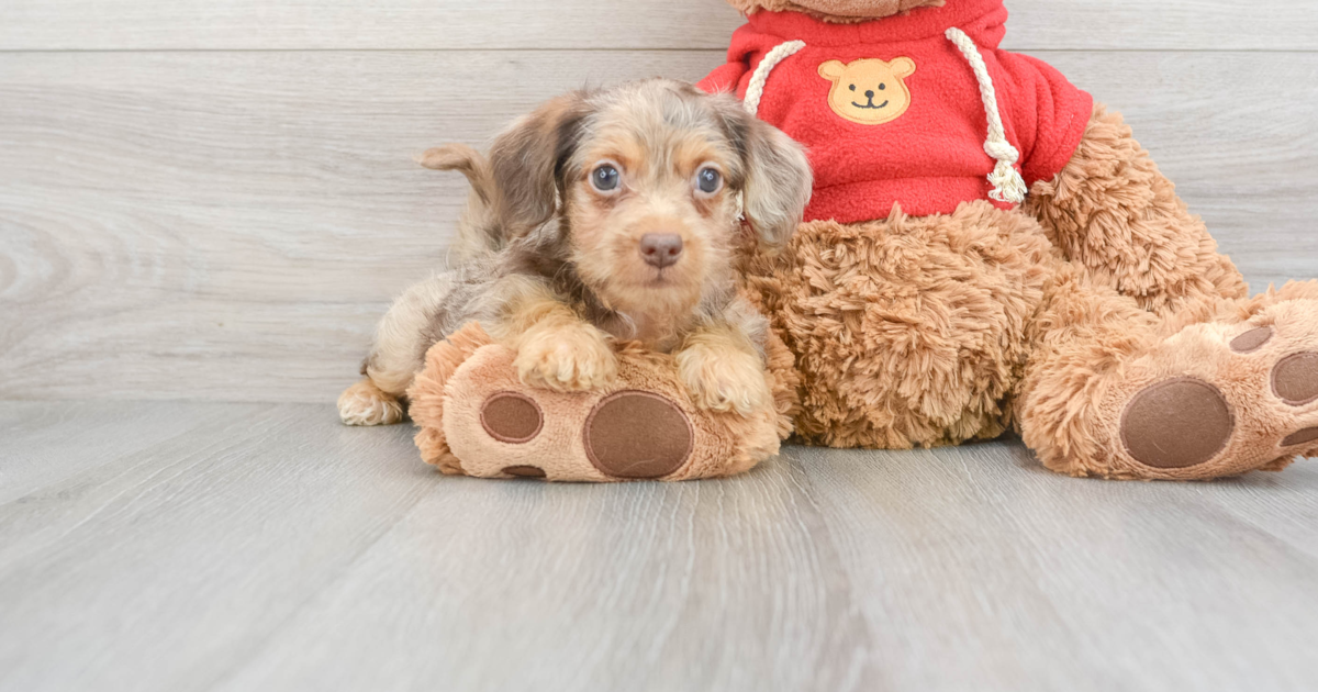 Sweet Yorkie Poo Monte: 3lb 1oz Doodle Puppy