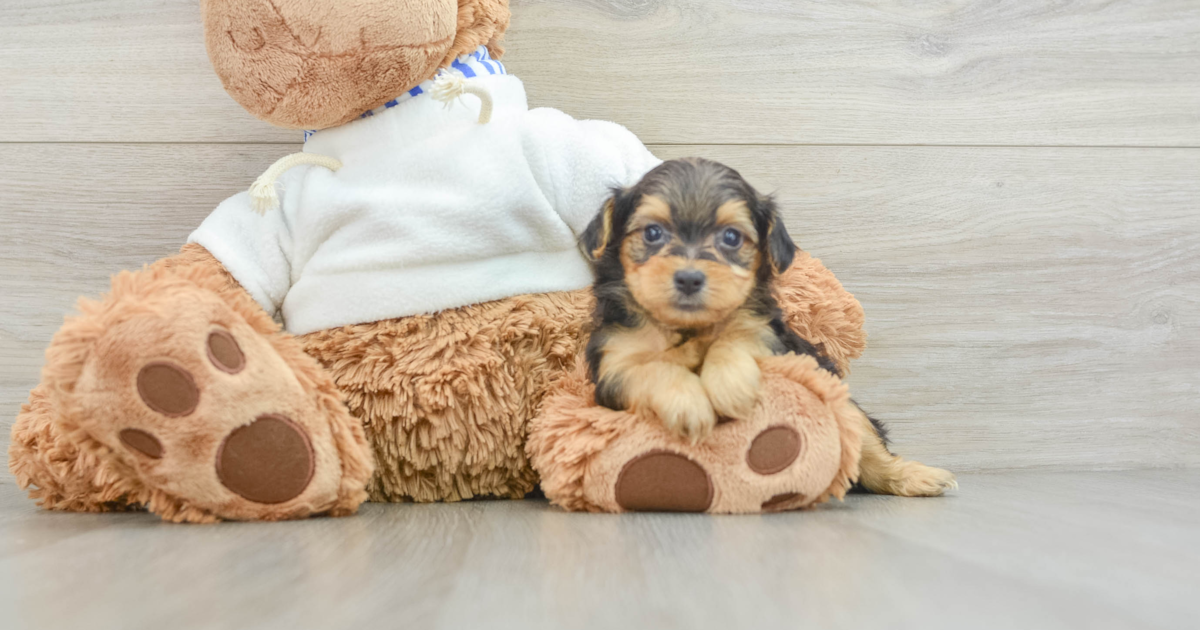 Adorable Yorkie Poo Monte: 2lb 14oz Doodle Puppy
