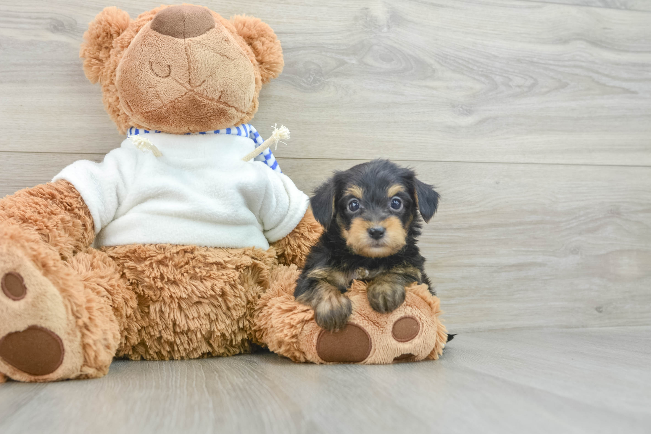 Photo Gallery: Beautiful Yorkie Poo Pictures | Premier Pups