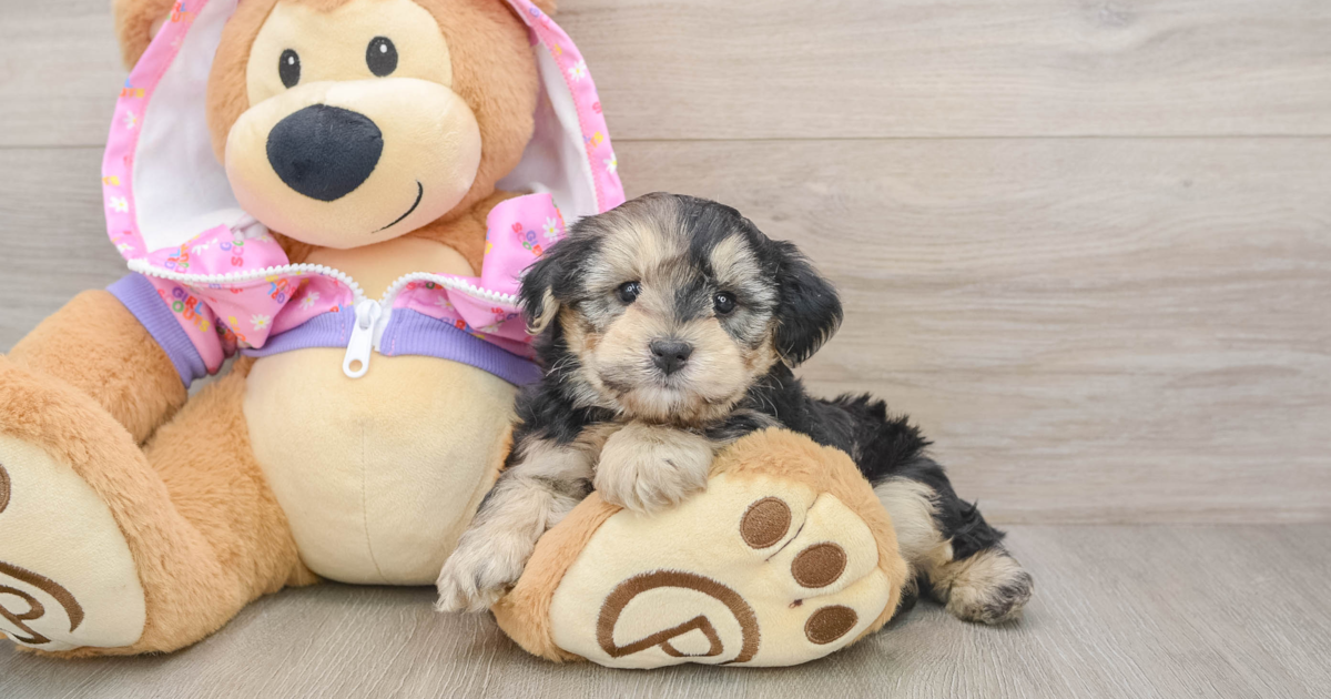 Playful Yorkie Poo Monte: 3lb 7oz Doodle Puppy