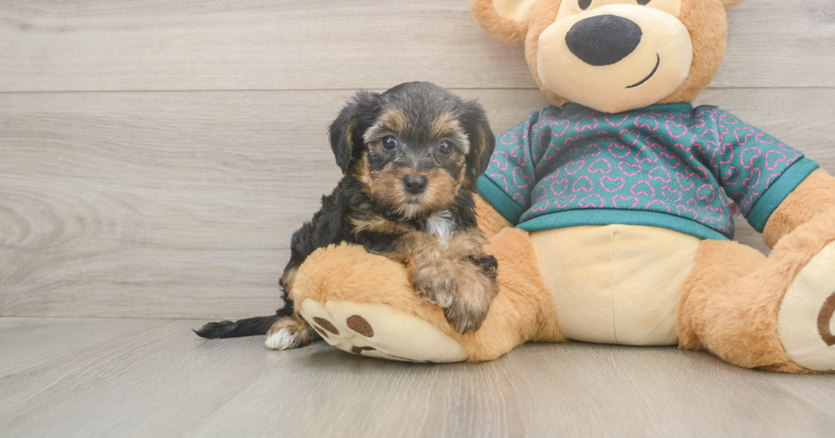 Fluffy Yorkie Poo Morgan: 3lb 0oz Doodle Puppy